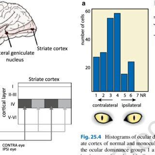 Columnar Organization Of The Striate Cortex The Structural And Download Scientific Diagram