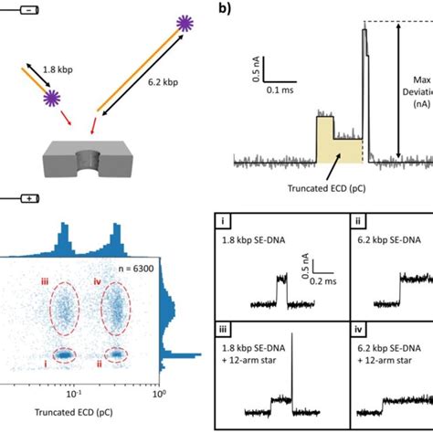 A Schematic Of The Experimental Set Up For Nanopore Detection Of A Dna Download Scientific