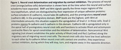 Solved Figure 2 Model Of Collective Migration Of Neural