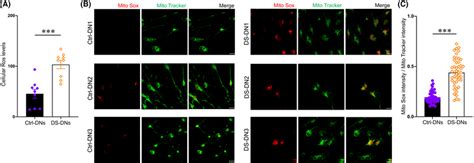 Increased Reactive Oxygen Species Ros Levels In Patient‐derived