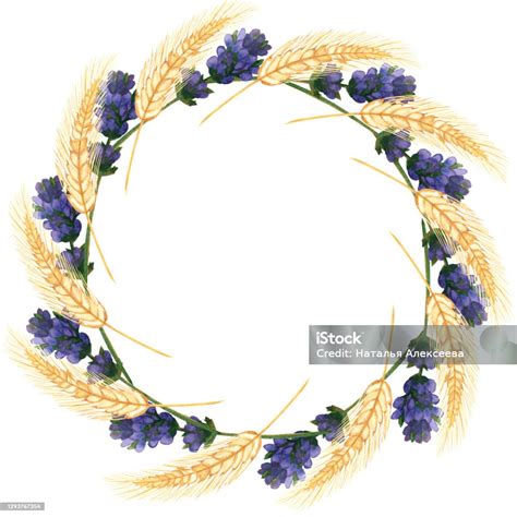 수채화 손 은 초대 및 인사말 카드에 대한 흰색 배경에 노란색 호밀 귀 시리얼과 보라색 라벤더 꽃 가지 화환자연 라운드 테두리 프레임 화관에 대한 스톡 벡터 아트 및 기타