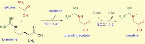 Creatine Molecule Of The Month November 2022 Jsmol Version