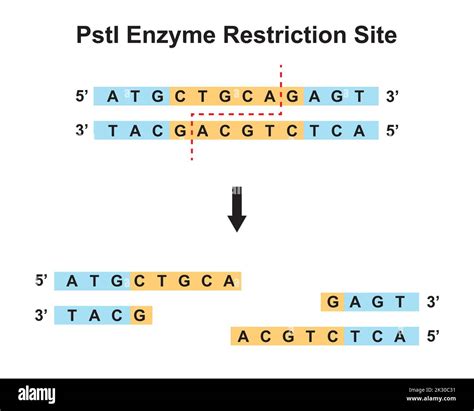 Restriction Enzyme Definition Function Types Britannica 48 Off