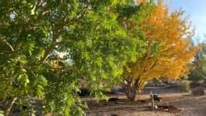 Arizona Ash Trees Care Tips To Prevent Decline