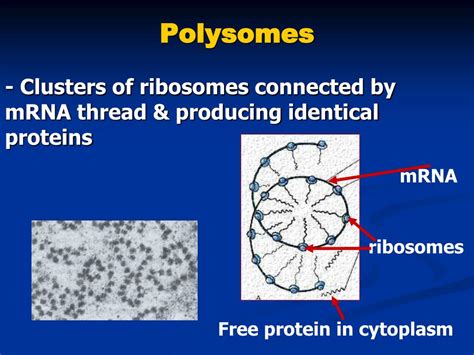 Ppt بسم الله الرحمن الرحيم Powerpoint Presentation Id3366133