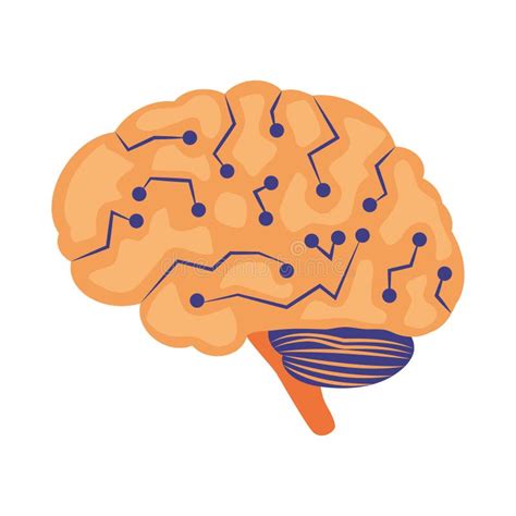 Brain With Neural Connections Illustration Stock Vector Illustration