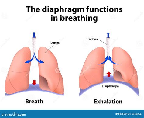 The Diaphragm Royalty Free Cartoon 56285915