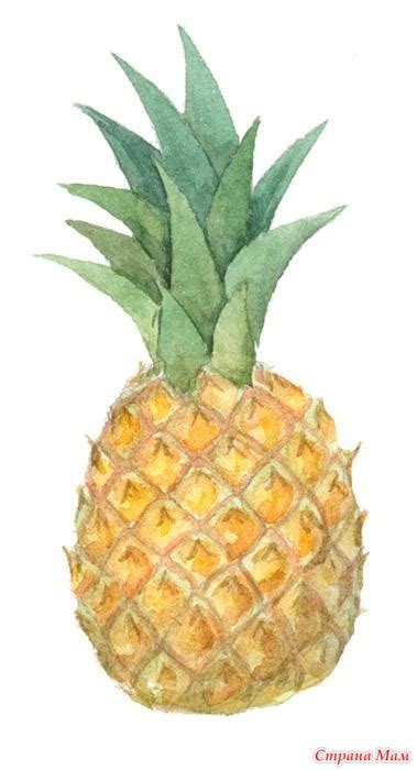 Рисуем ананас Маленький художник Страна Мам