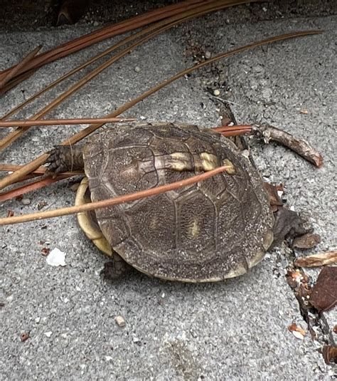 Can Anyone Id This Lil Guy Rturtles