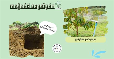 របៀបដាំដុះទុរេន និងវិធីសាស្ត្រធ្វើឲ្យទុរេនទទួលបានទិន្នផលខ្ពស់ នាទីកសិកម្ម Kaksekam Time