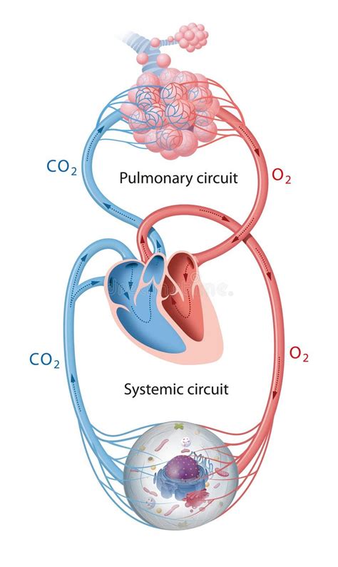 Right Atrium Stock Illustrations 932 Right Atrium Stock Illustrations Vectors And Clipart