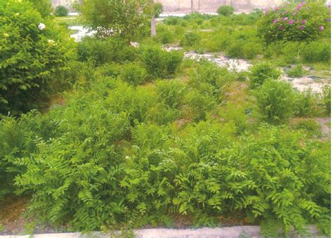 红豆草 北方园林植物图鉴及应用 图片