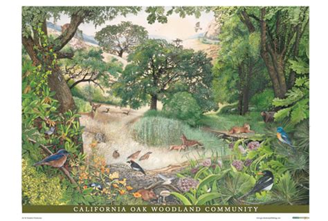California Oak Woodland Community Poster Goodnaturepublishing