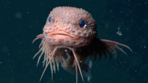 Meet The Bumpy Snailfish One Of Three New Deep Sea Species Discovered
