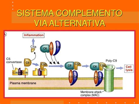 Ppt Sistema Complemento Powerpoint Presentation Free Download Id 1005075