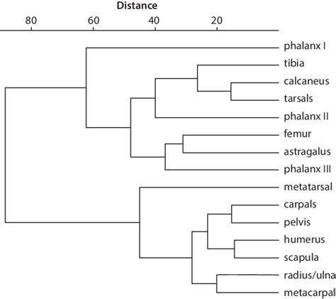 Dendrogram From Cluster Analysis Measuring Similarity Of Skeletal Download Scientific