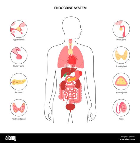 Human Endocrine System Illustration Stock Photo Alamy