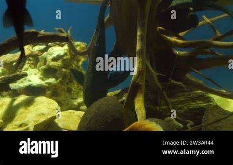 Tree Root And Branches Stock Videos And Footage Hd And 4k Video Clips Alamy