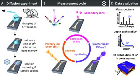 Schematic Representation Of Sr 2 Diffusion Experiments With