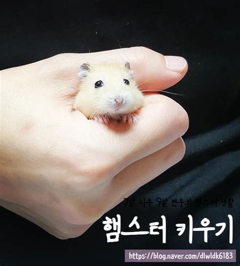 햄스터 키우기 햄스터 집 먹이 풀세트 38500원 네이버 블로그