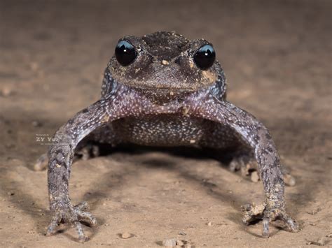 Emei Moustache Toad Leptobrachium Boringii
