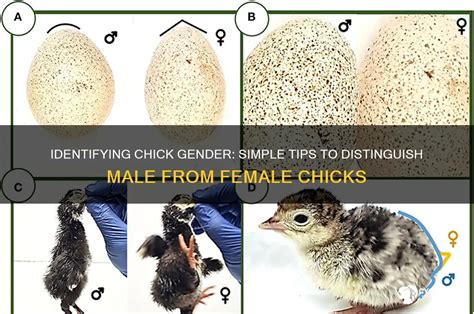 Identifying Chick Gender Simple Tips To Distinguish Male From Female
