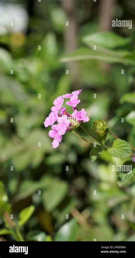 Flowers Of Lantana Montevidensis Also Known As Purple Lantana Wild