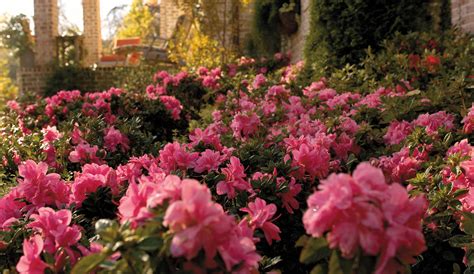 Dwarf Encore Azaleas The Collection — Plantingtree