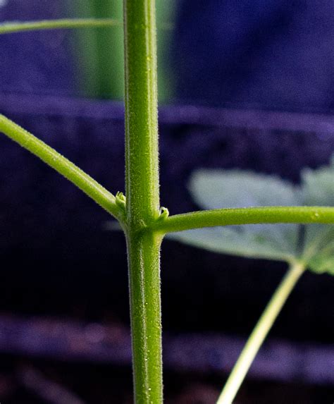 First Time Grower Trying To Sex And Cant Seem To Figure Out This One