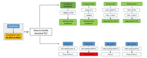 The Heart How To Handle Elevated Triglycerides Life