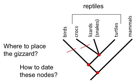 If We Use An Incorrect Phylogeny For Example One Based On A Download Scientific Diagram