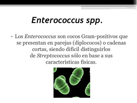 Enterococcus Spp