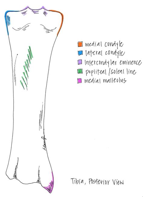 Tibia Bones Anatomy Human Bones Anatomy Human Anatomy And Physiology Anatomy Bones