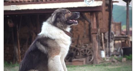 Фондация Четири лапи Грижете се добре за Балик във Фермата