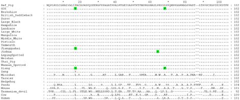 Multiple Sequence Alignment For The Signal Peptide And N Terminal