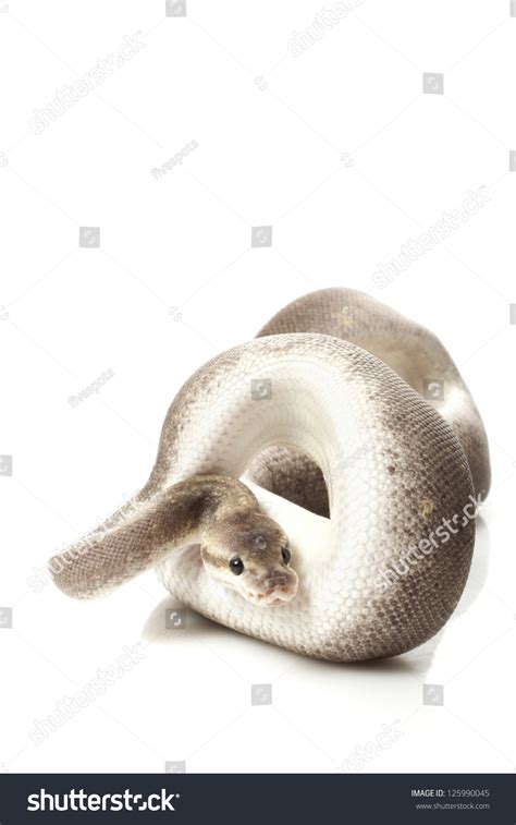 Sliver Bullet Ball Python Python Regius Stock Photo 125990045 Shutterstock