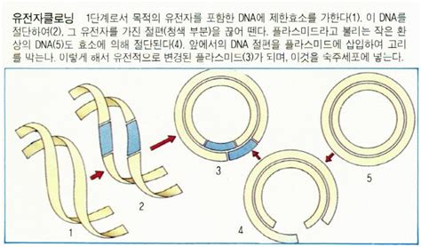 유전자 클로닝 네이버 블로그