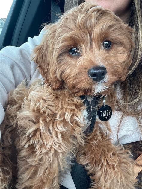 Beforeafter First Grooming Pics Rcavapoo