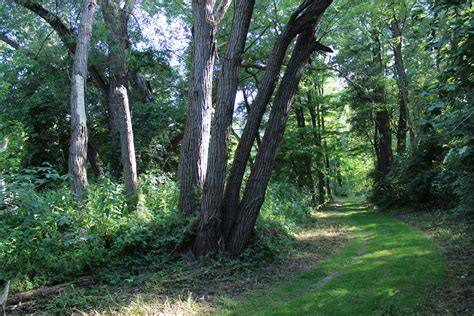 Free Images Landscape Tree Green Jungle Trees Spruce Vegetation
