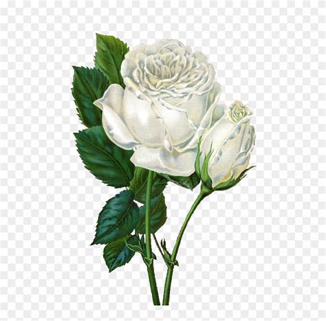 White Rose Animated 