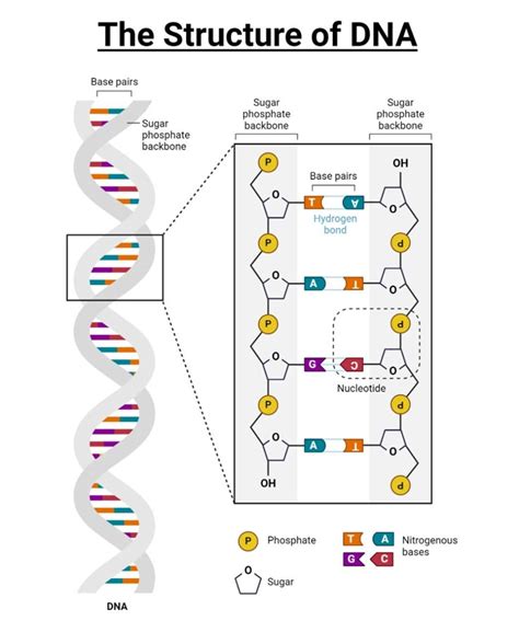 Evolution And Genetics Carlson Stock Art Biology Facts Biology