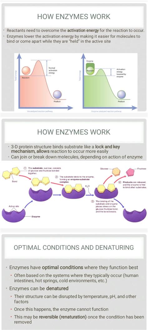 Intro Bio Lab Report Rubric Introduction Points Chegg