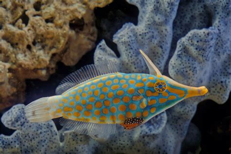 Orange Spotted Filefish Juzaphoto