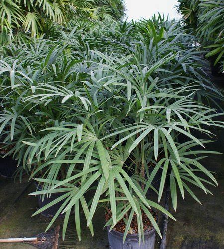 Rhapis Multifida Finger Palm Jade Empress Palm Plant Lust