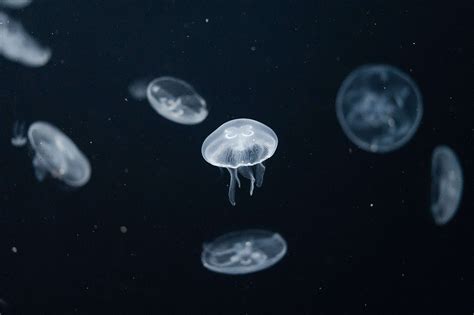 White Jellyfish Aurelia Aurita in Dark Ocean Free Stock Photo | picjumbo