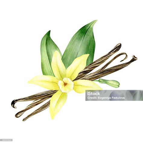 바닐라 꽃 막대기 꼬투리 및 나뭇잎 손으로 그린 수채화 그림 요리와 달콤한 베이킹을위한 재료 유기농 건강 식품 격리 포장 디자인