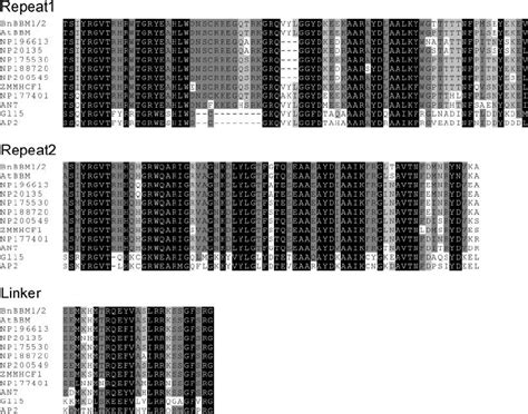 Sequence Comparison Of The Bbm Proteins And Related Ap2 Download Scientific Diagram