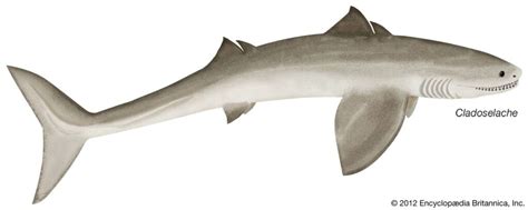 A Journey Through Time 🔍 The World Of Extinct Sharks