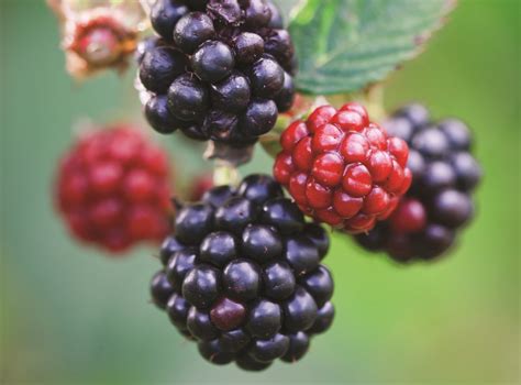 Fruit Spotlight Blackberries Healthy Food Guide