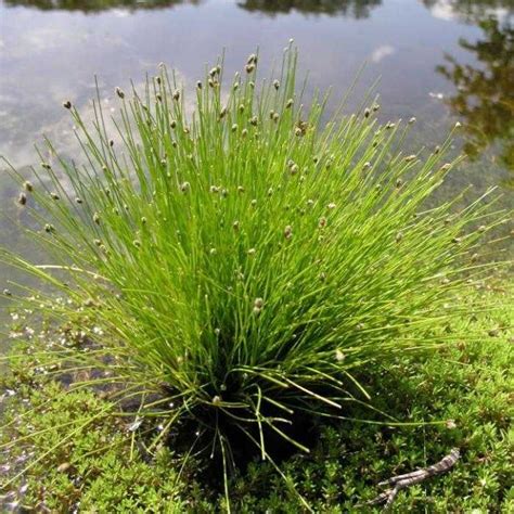 Aquiflor Scirpus Cernuus